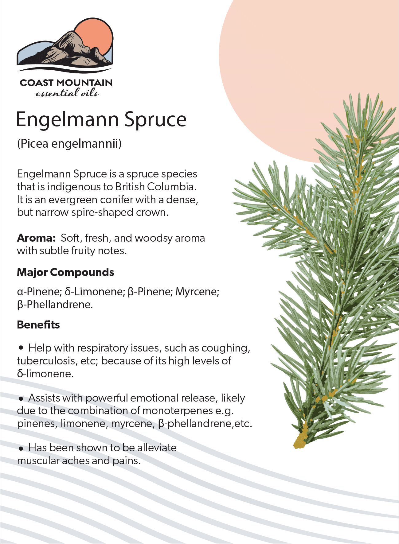 Engelmann Spruce – Coast Mountain Essential Oils